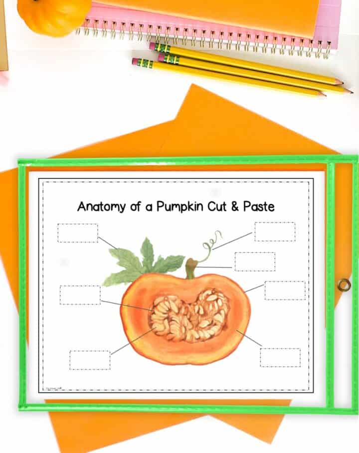 Free Pumpkin Anatomy Printables - The Artisan Life