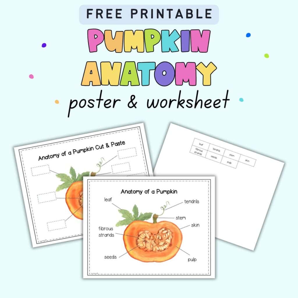 Free Pumpkin Anatomy Printables - The Artisan Life