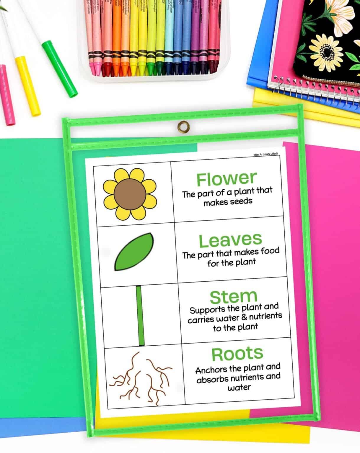 Free Parts of a Flower Printables - The Artisan Life