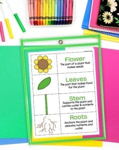 Free Parts of a Flower Printables - The Artisan Life