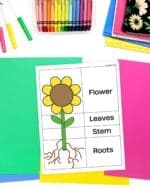 Free Parts of a Flower Printables - The Artisan Life