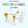 Free Parts of a Flower Printables - The Artisan Life