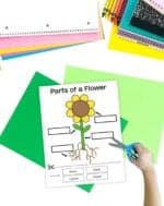 Free Parts of a Flower Printables - The Artisan Life